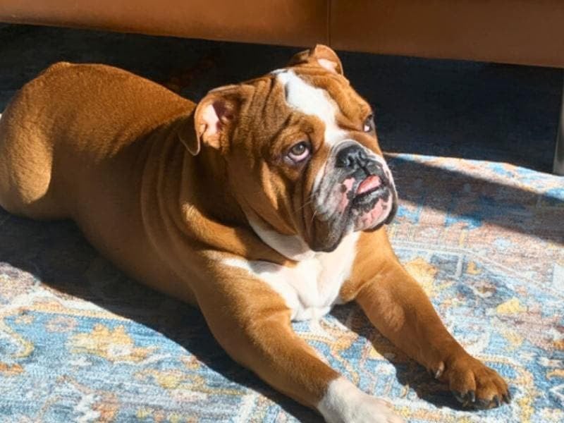 Pet-Friendly Hotel Policy - Ameritania at Times Square